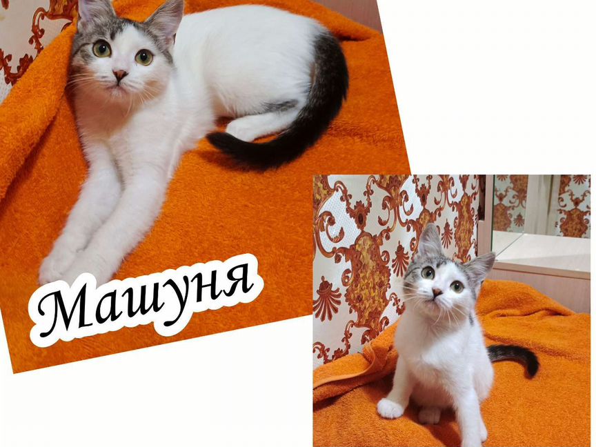 Красивый котенок ищет семью