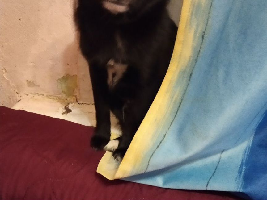 Помесь чихуахуа