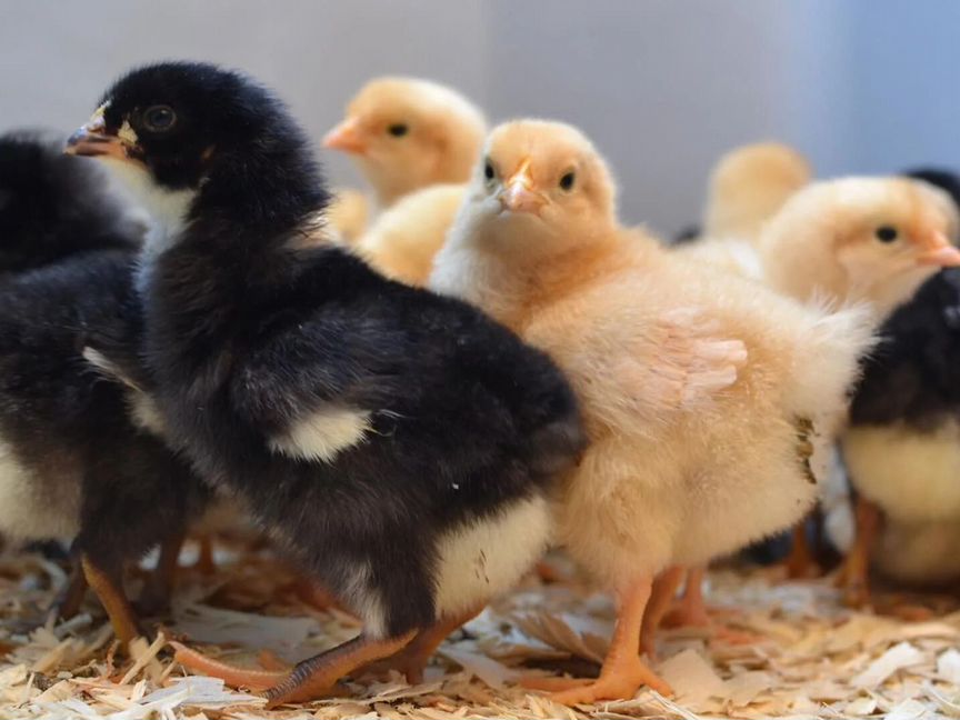 Цыплята суточные