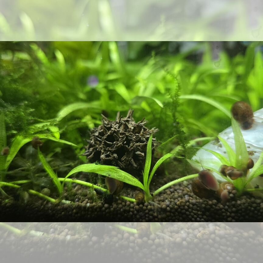 Растение аквариумное и не только обмен