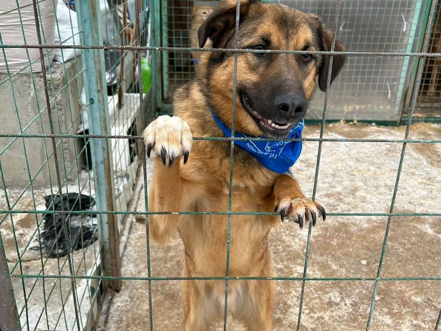 Собака из приюта для доброго человека