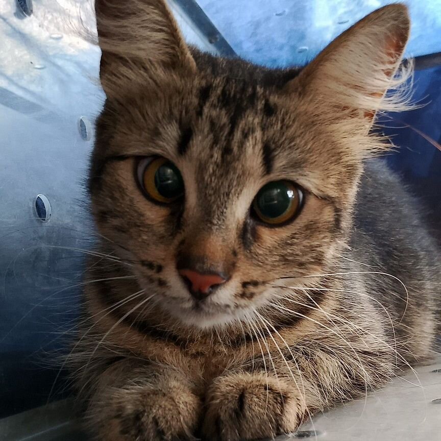 Кошечку после стерилизации ждёт снова улица