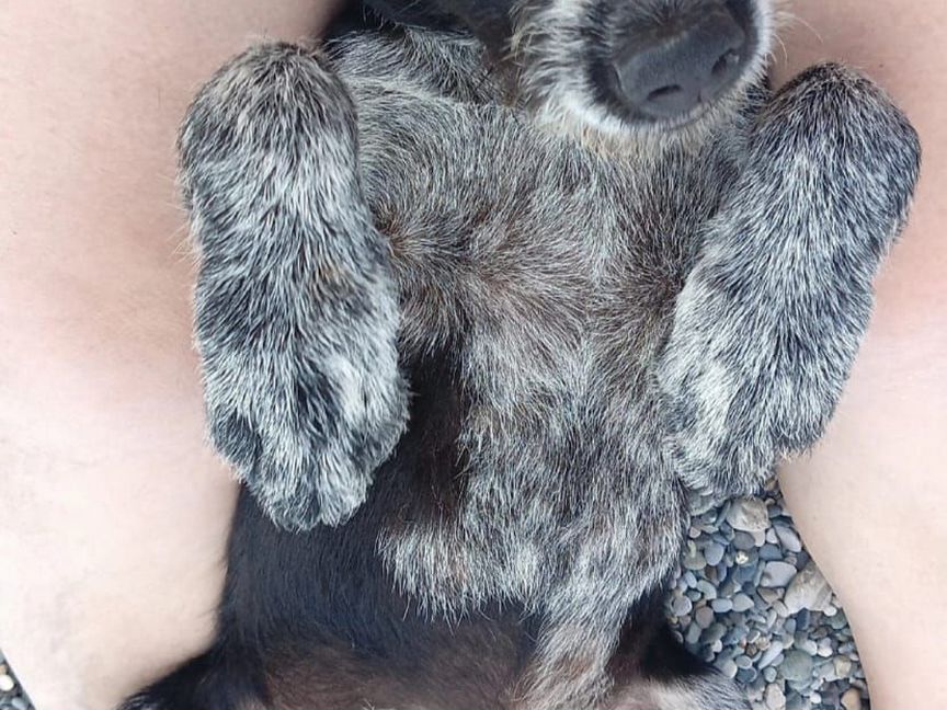 Щенок в добрые руки бесплатно