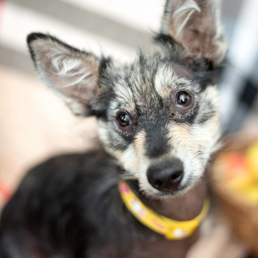 Маленькая собака в добрые руки