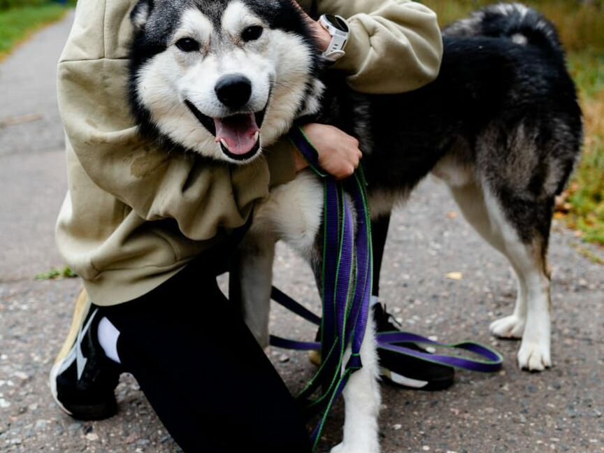 Красивейший пес за решёткой в приюте ждет семью