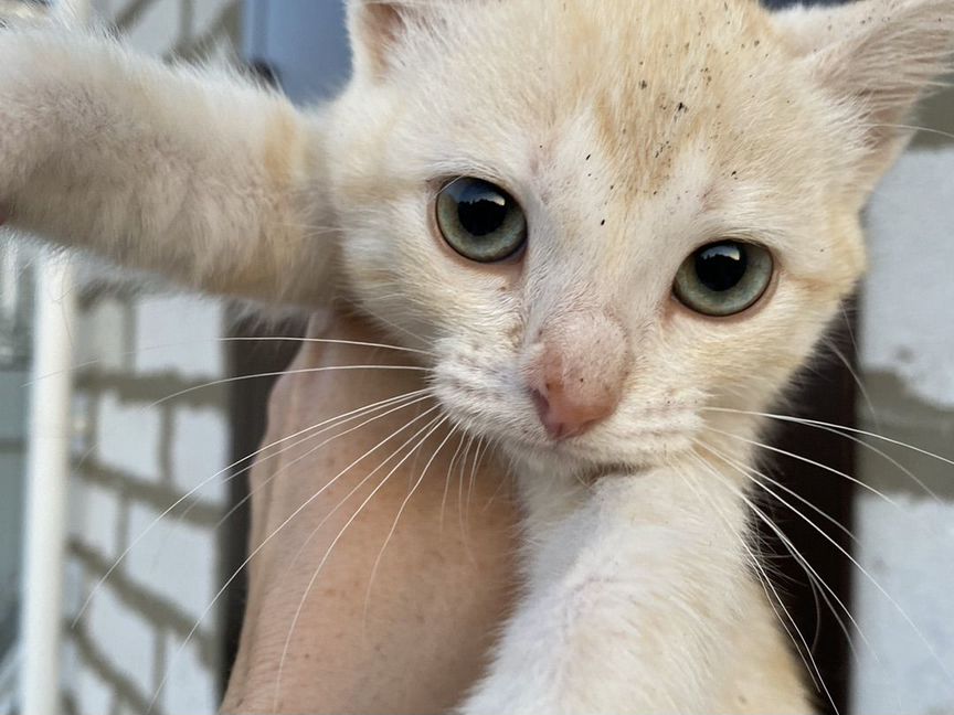 Брошенные котята 3-4 мес