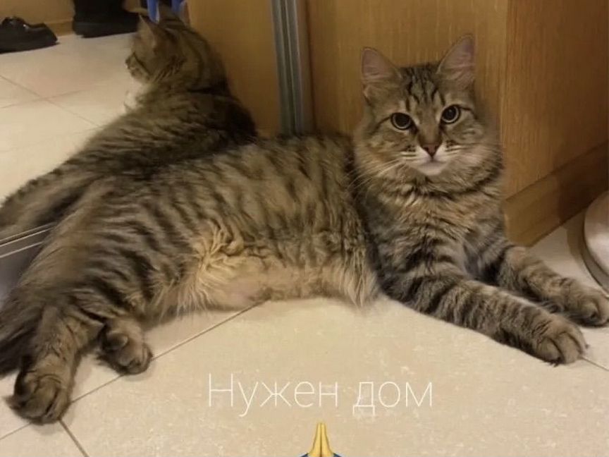 Спасенный котенок с трудной судьб
