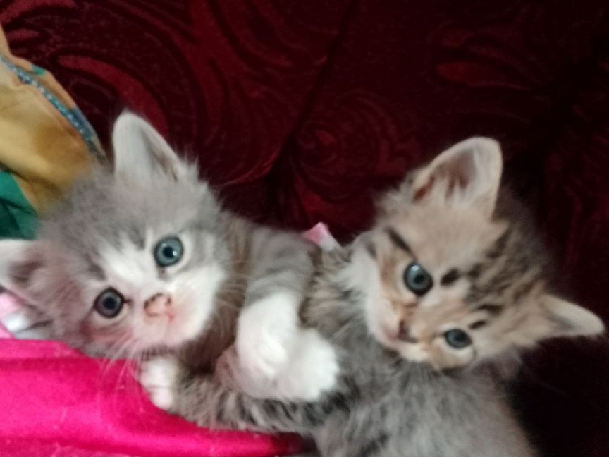 Кошка
