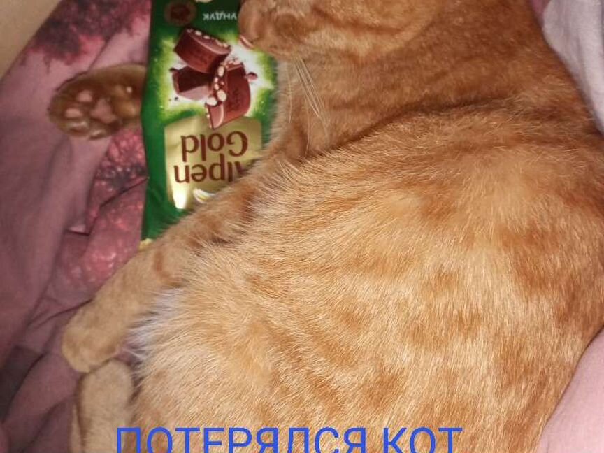Потерялся котенок