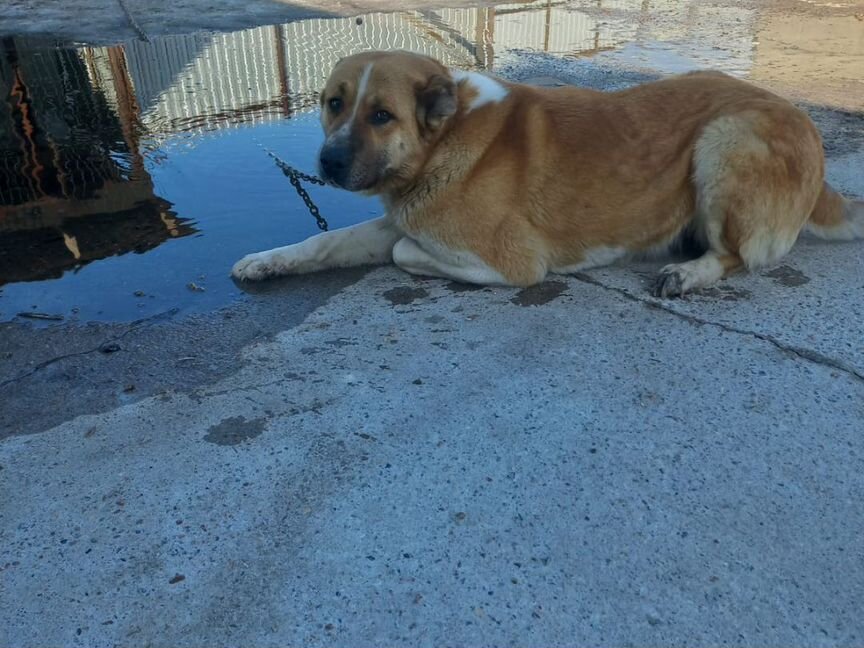 Собака в добрые руки алабай