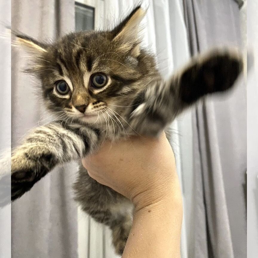 Сибирский котёнок