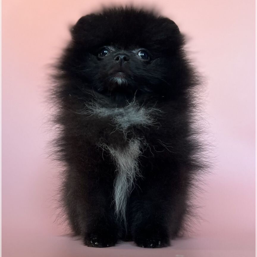 Померанский шпиц, щенок