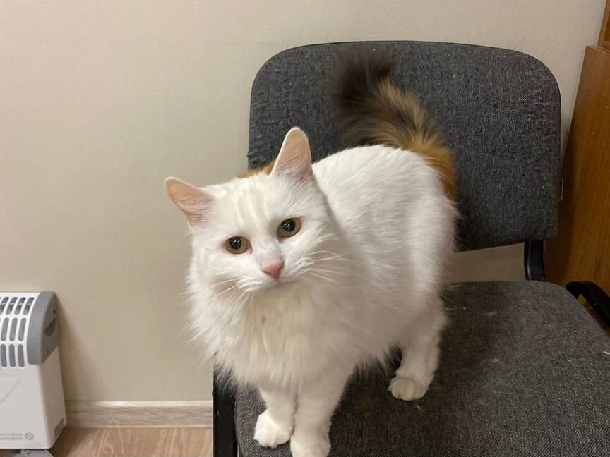 Красавица Мерлин Монро ждет своих родителей