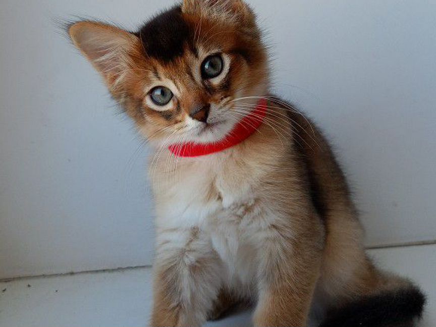 Абиссинские (сомали ) котята