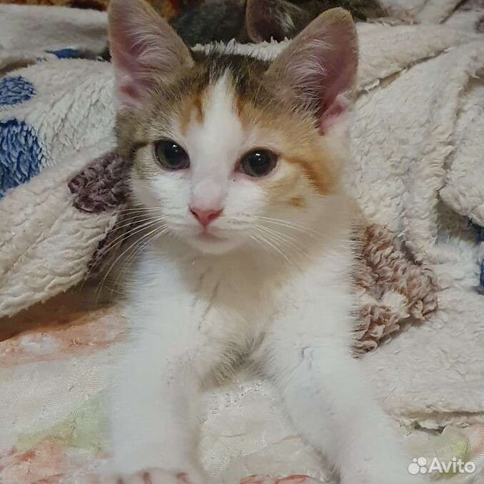Котёнок Зефирка в дар
