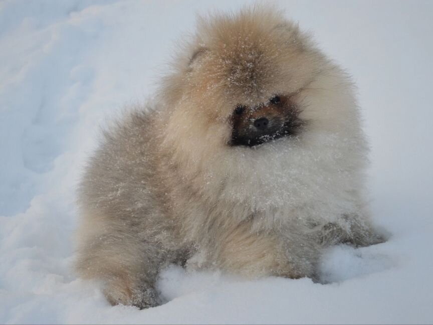 Померанский шпиц
