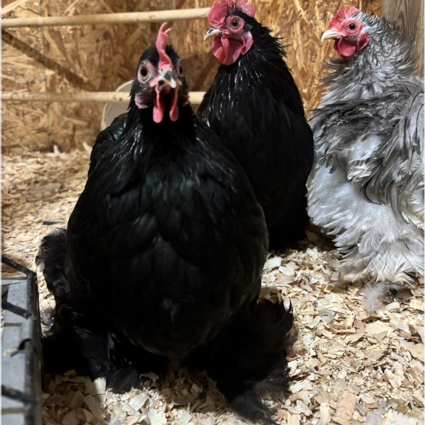 Карликовый кохинхин