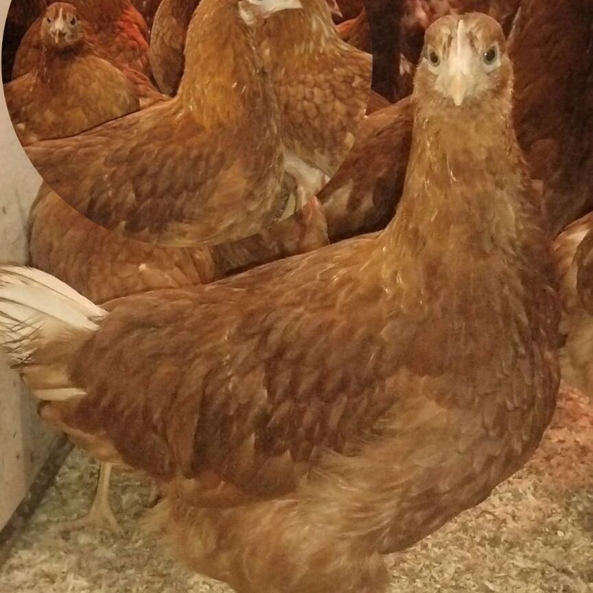 Куры-молодки