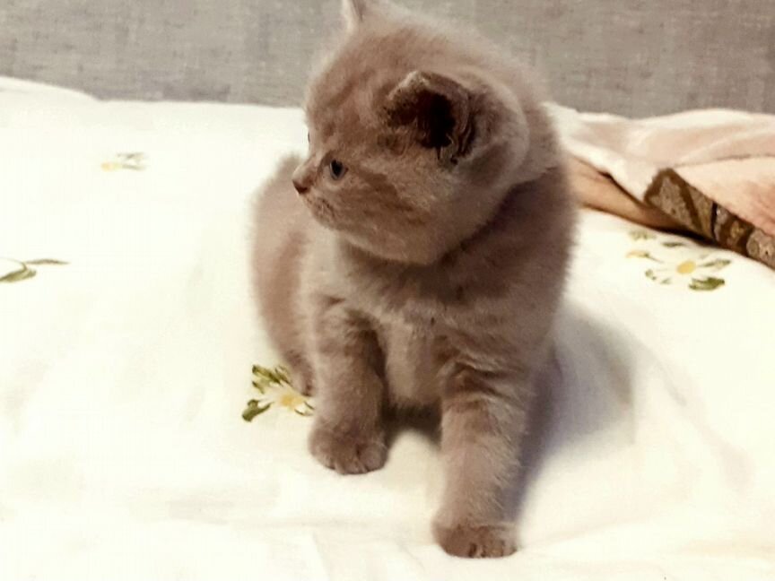 Британский короткошорстный котёнок