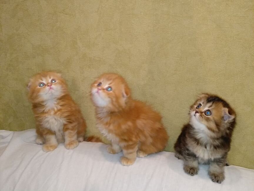 Шотландские котята
