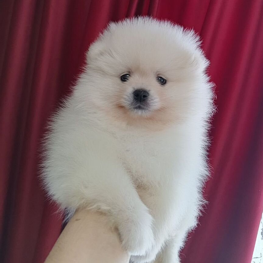Померанский шпиц, щенок