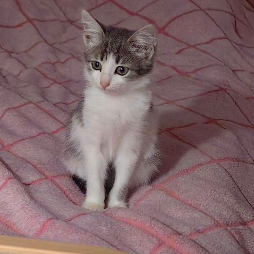Котята в добрые руки бесплатно девочка