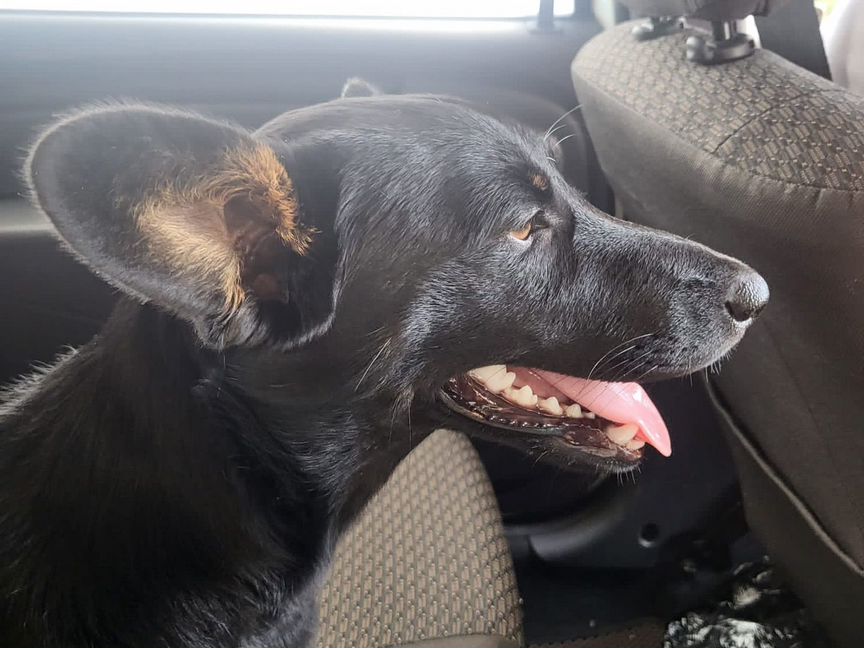 Собака в добрые руки отдам бесплатно