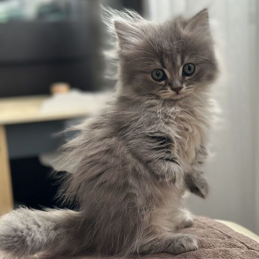 Кошечка Манчкин Скоттиш Килт