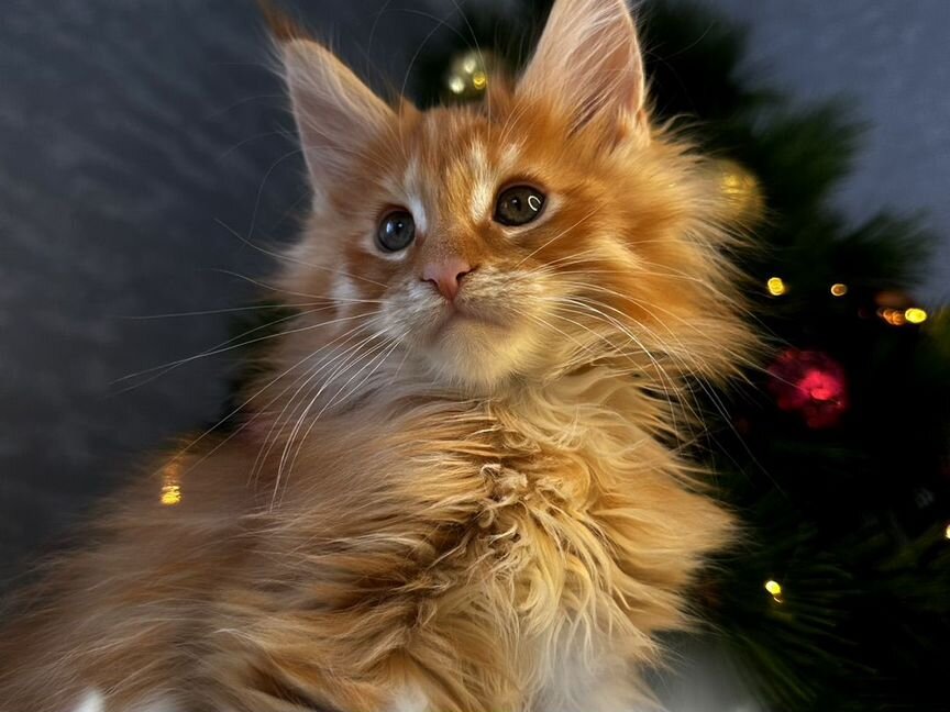 Котята Мейн-кун