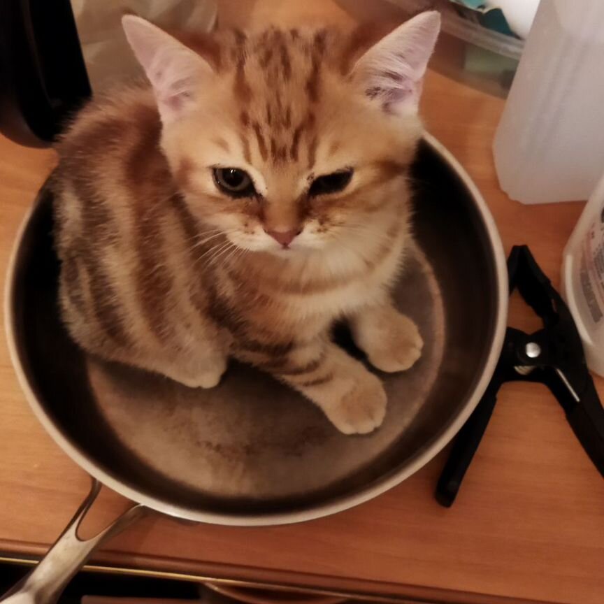 Шотландские котята