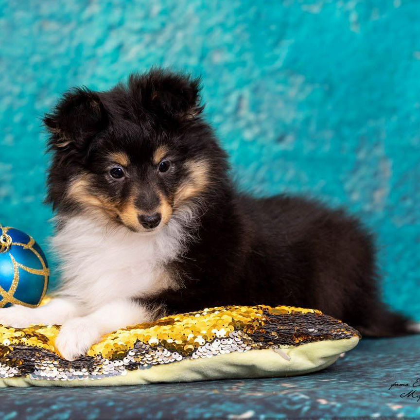 Шелти, щенок