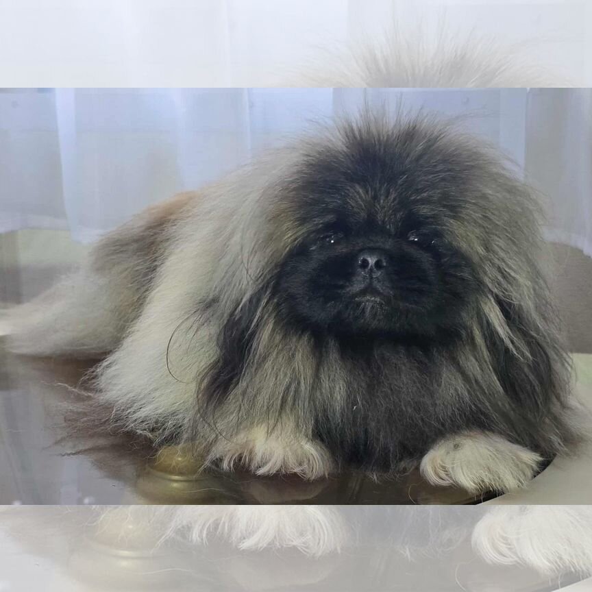 Пекинес, взрослый пёс