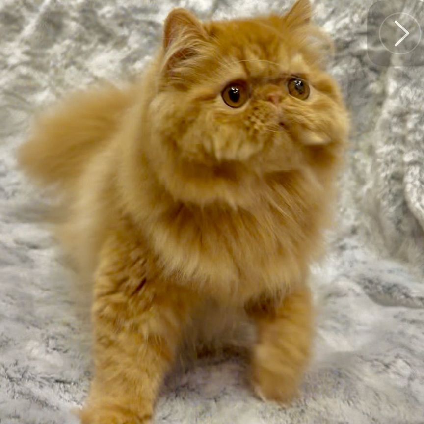 Персидский котёнок