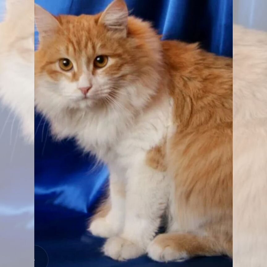 Взрослый кот в добрые руки