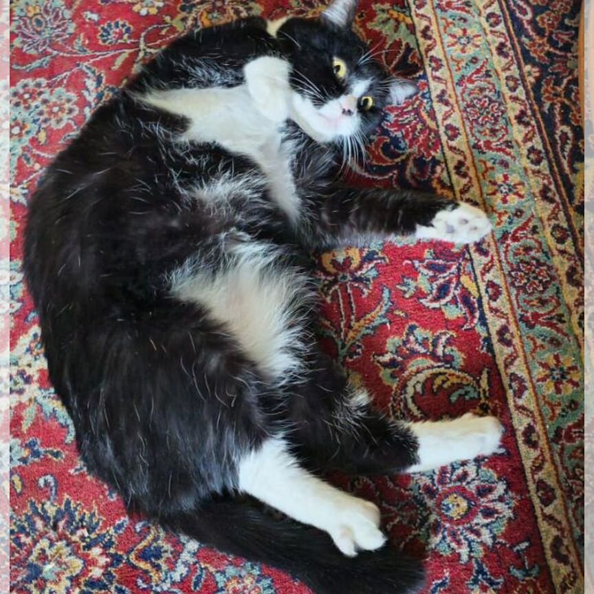 Отдам кота в добрые руки