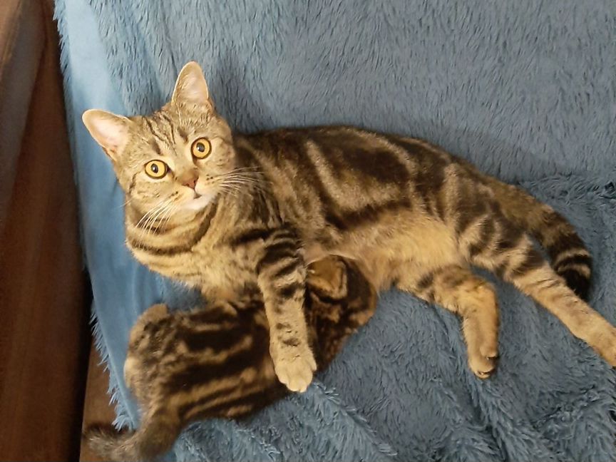 Кошка в дар шотландская