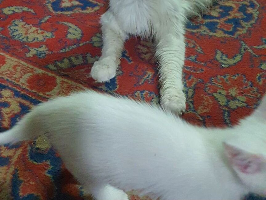 Котята мейн-кун