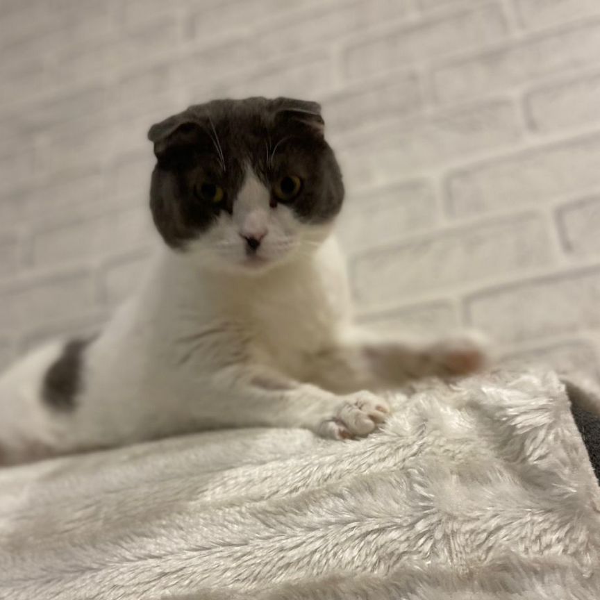 Шотландский вислоухий короткошёрстный кот, взрослый