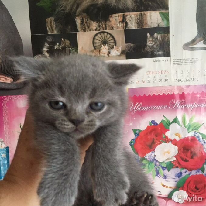 Шотландские чистопородные котята