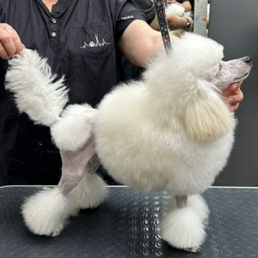 Карликовый пудель, щенок