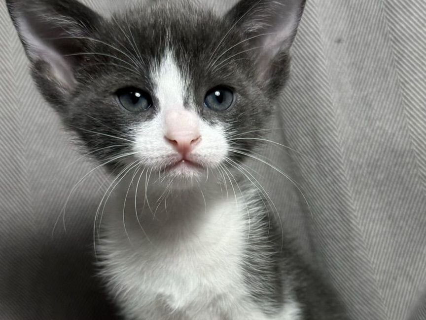 Ориентальные котята