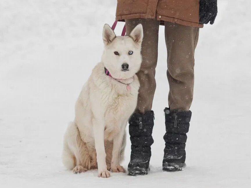 Нежная собака Эмми ищет дом