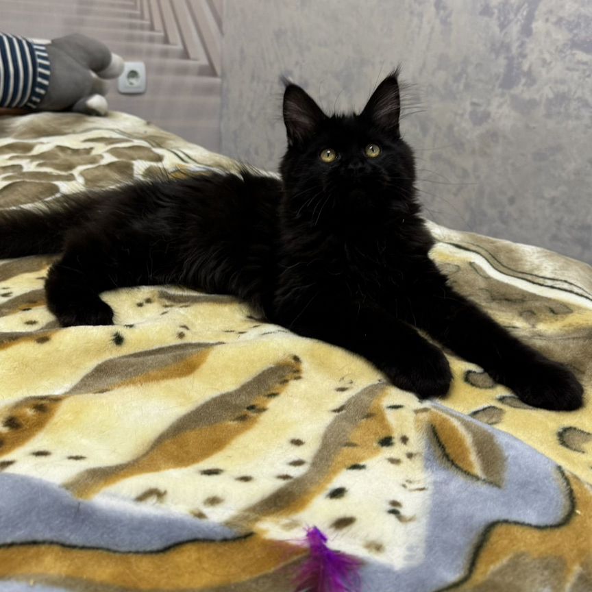 Мейн-кун котёнок