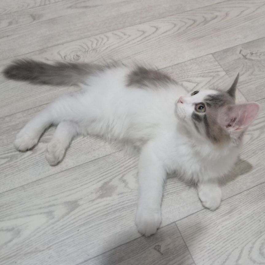 Котёнок в добрые руки