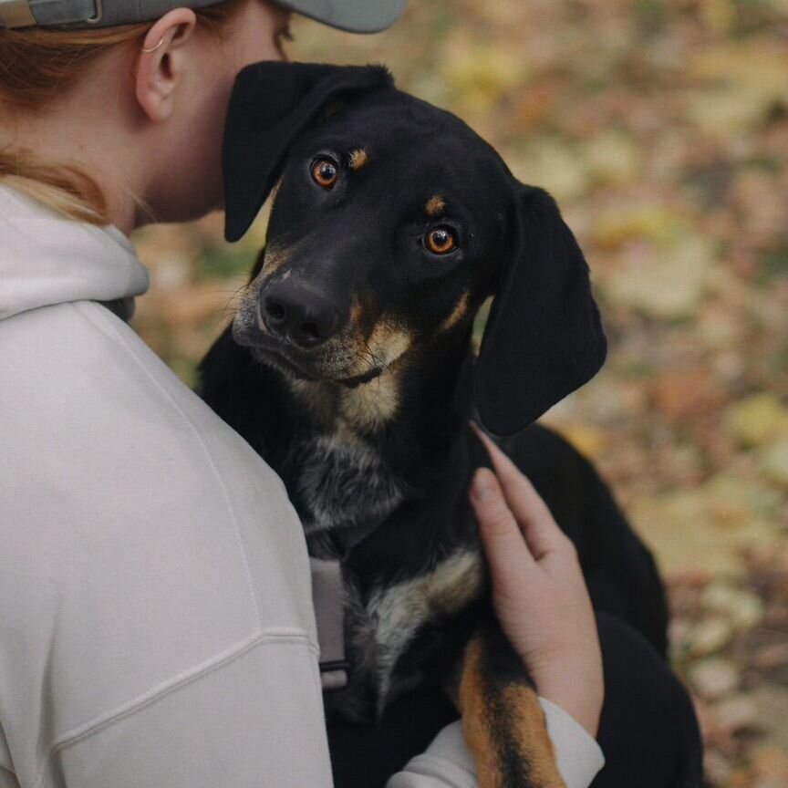 Небольшая собака в добрые руки