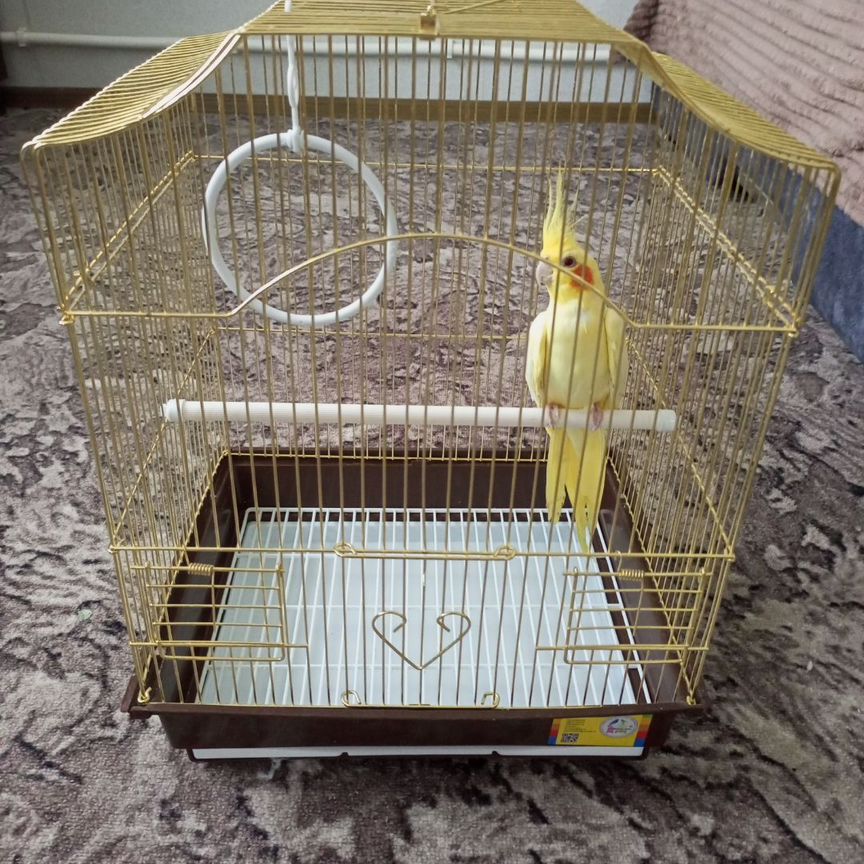 Попугай корелла с клеткой