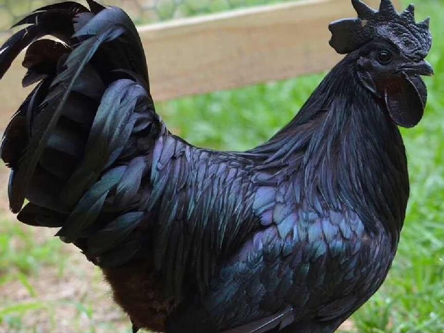 Петух лакеданзи