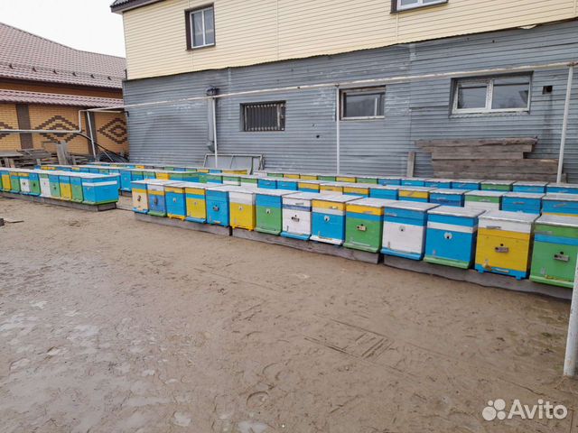 Карпатка (настоящая) пчела, пчелопакет