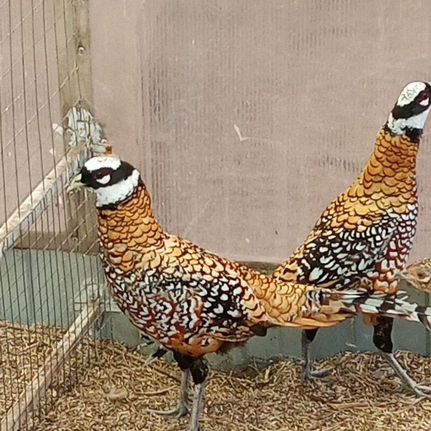 Инкубационное яйцо фазанов