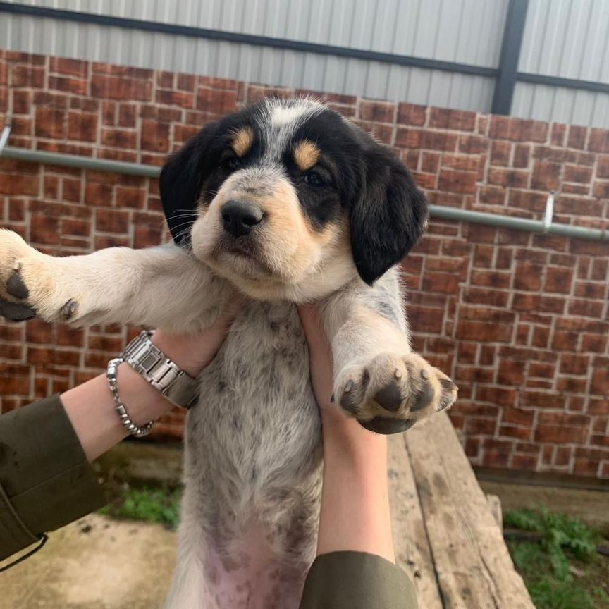 Щенки в добрые руки